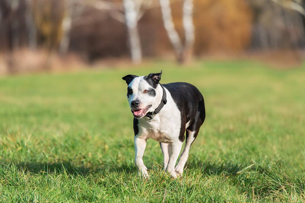 Staffy's Confusion Over New Back Yard Instantly Transforms Into the ...