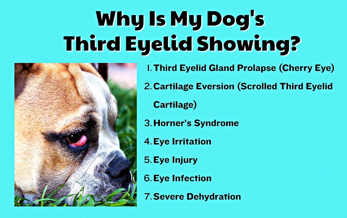 Why Is My Dog's Third Eyelid Showing? 7 Common Causes - PetHelpful