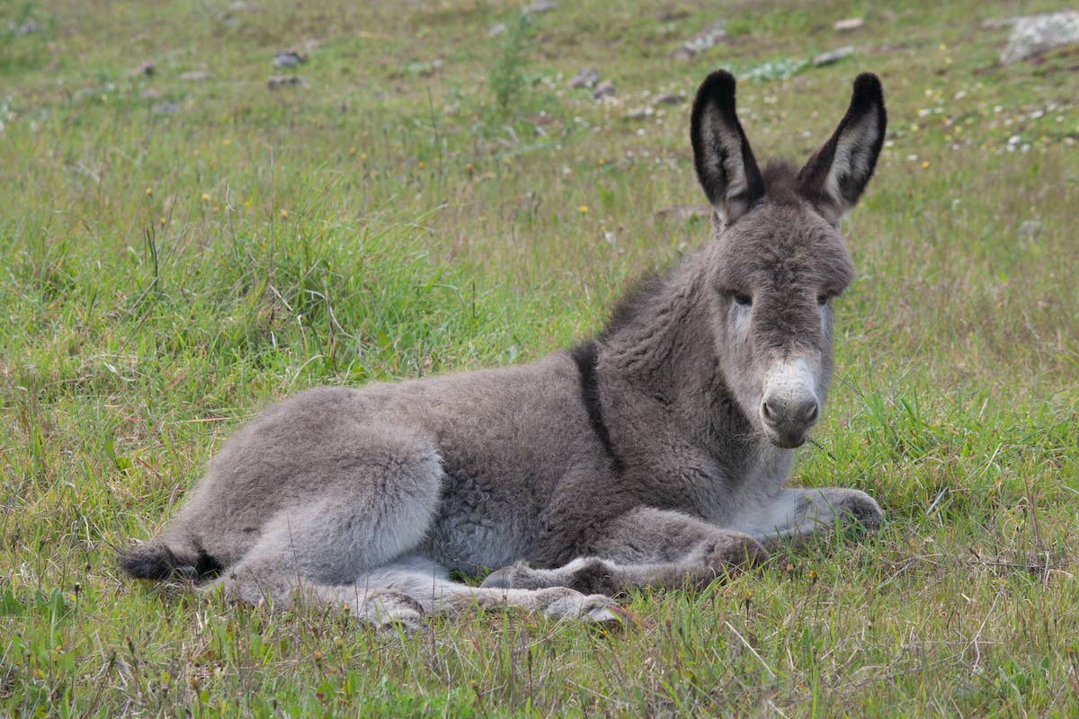 2-Day-Old Donkey Meets Her Very First Chicken and a True Disney Moment ...