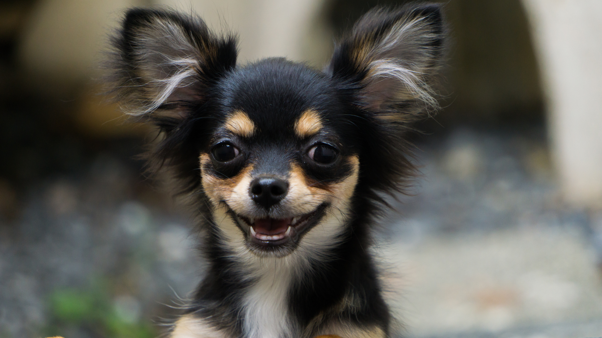 Chihuahua's Guilty Smile After Tearing Up Tennis Ball Has People ...