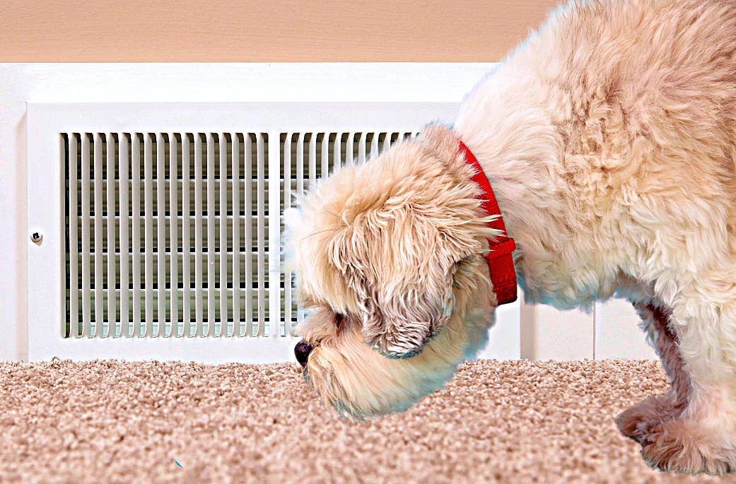 Why Does My Dog Bark at Nothing? A Trainer Explains the Truth - PetHelpful