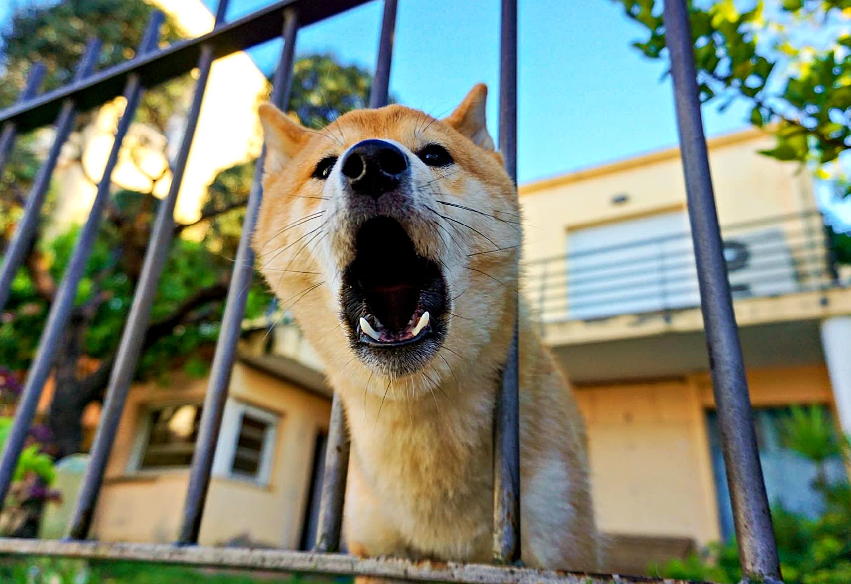 Why Does My Dog Bark at Nothing? A Trainer Explains the Truth - PetHelpful