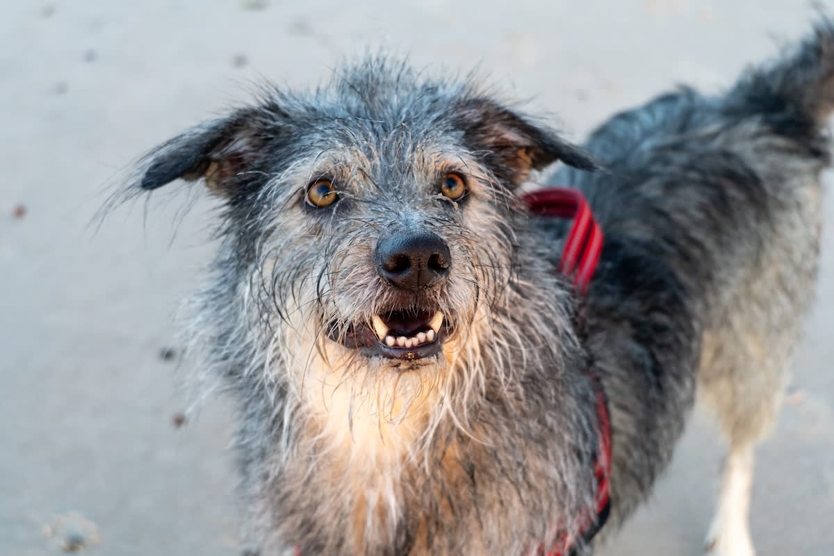 Mexican Rescue Dog Running Happily on the Beach with His Forever Family ...