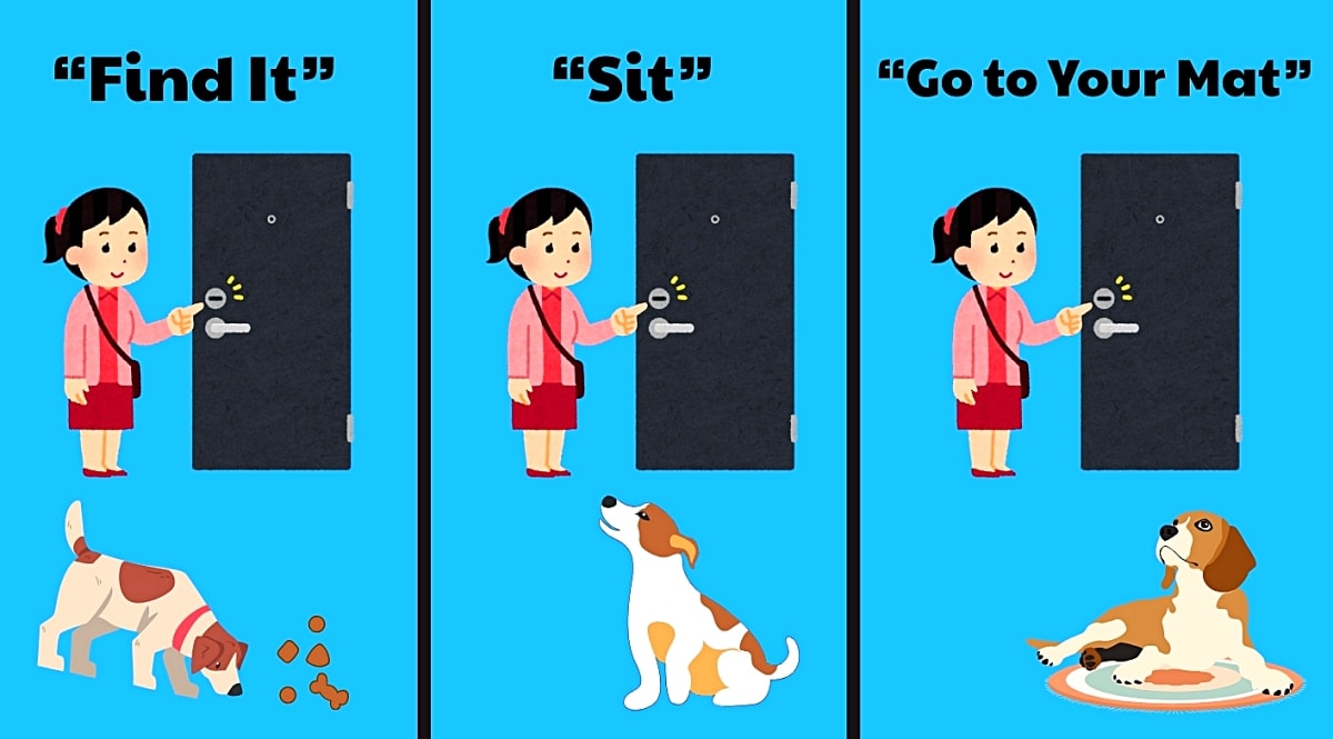 Expert Dog Trainer Reveals How to Stop Puppies From Having Accidents in ...