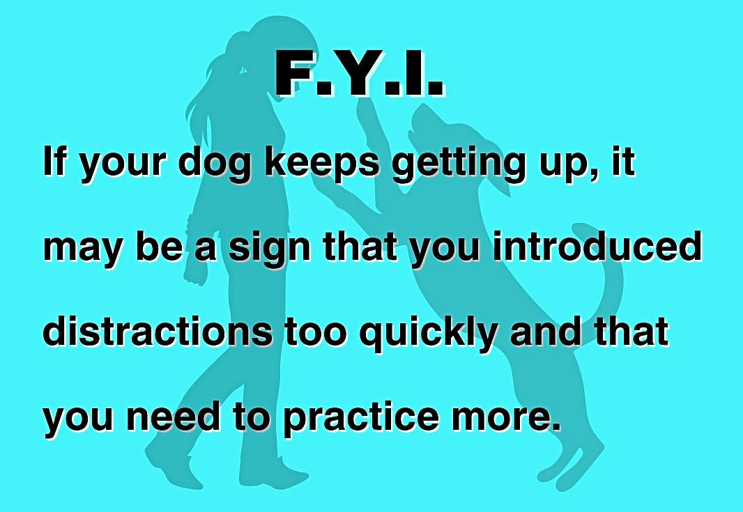 How to Get Your Dog to Stop Jumping on Guests - PetHelpful