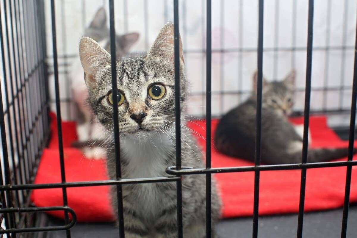 Cat Returned to Shelter After 2 Days for 'Meowing for Attention' Will ...