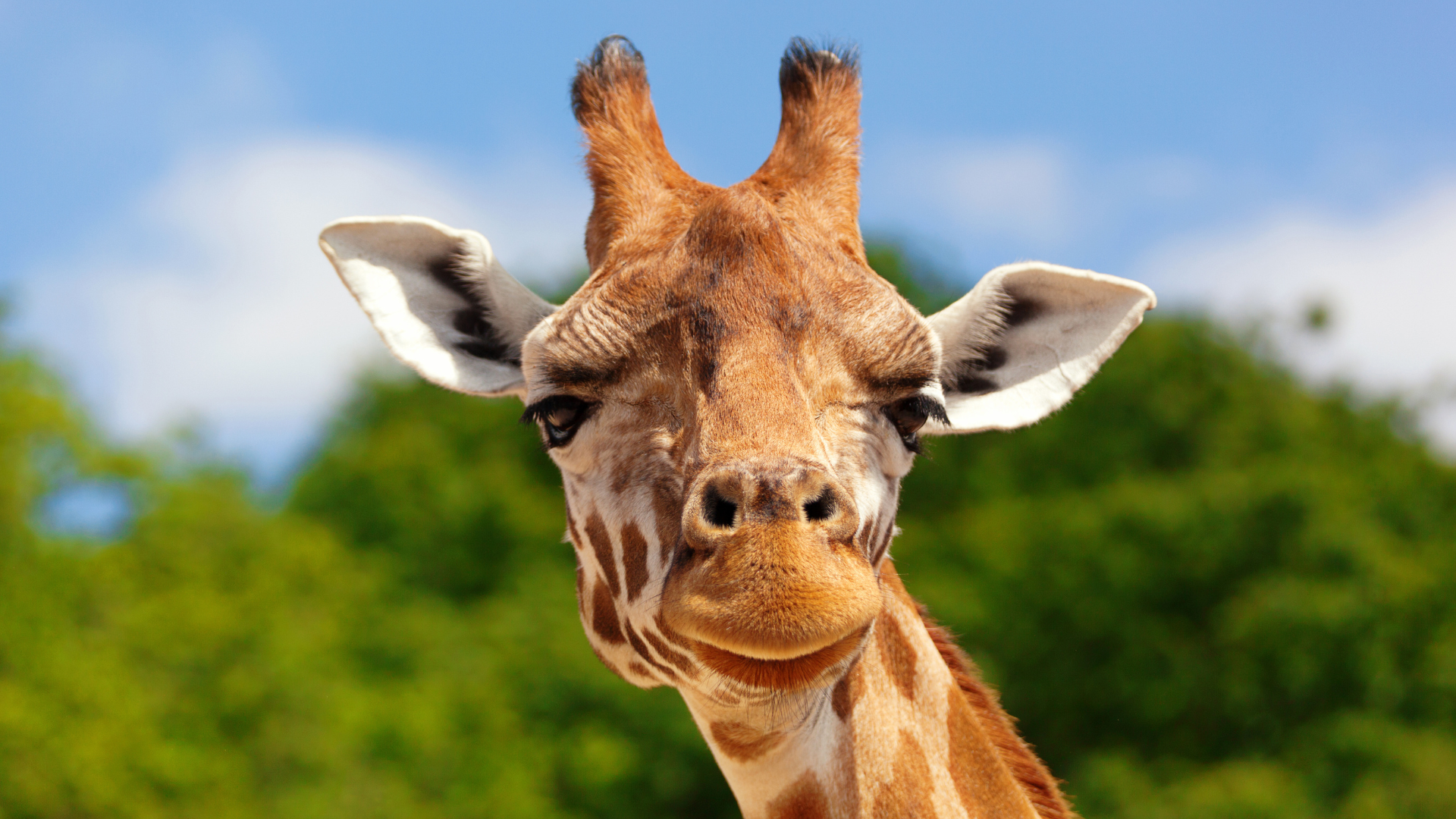 Toronto Zoo Shares Heartbreaking News About Beloved 13-Year-Old Giraffe ...