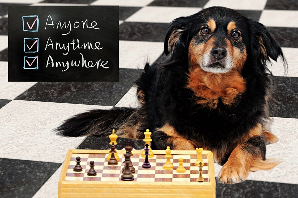 Uno Game Showdown Between 2 Dogs (Really!) Will Make Your Week - PetHelpful