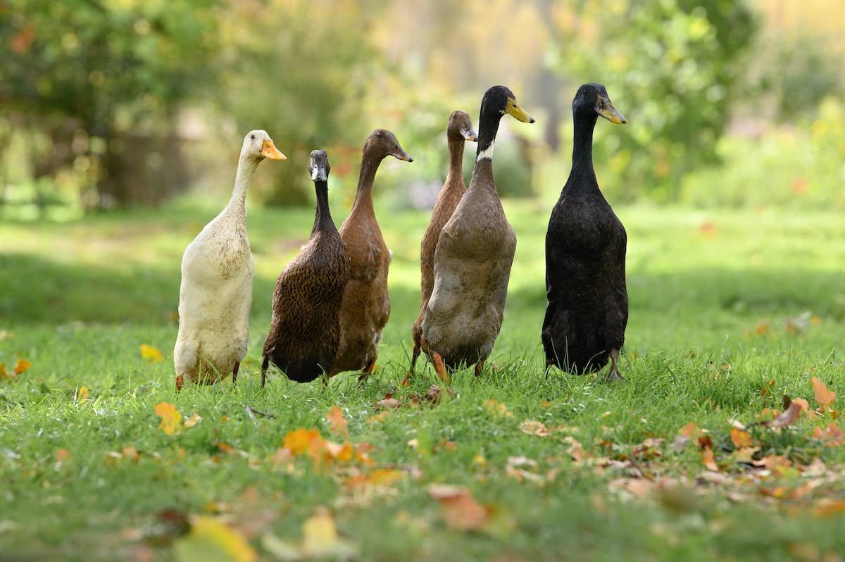 Satisfying Video of Huge Flock of Ducks Running 'in Italics' Has People ...