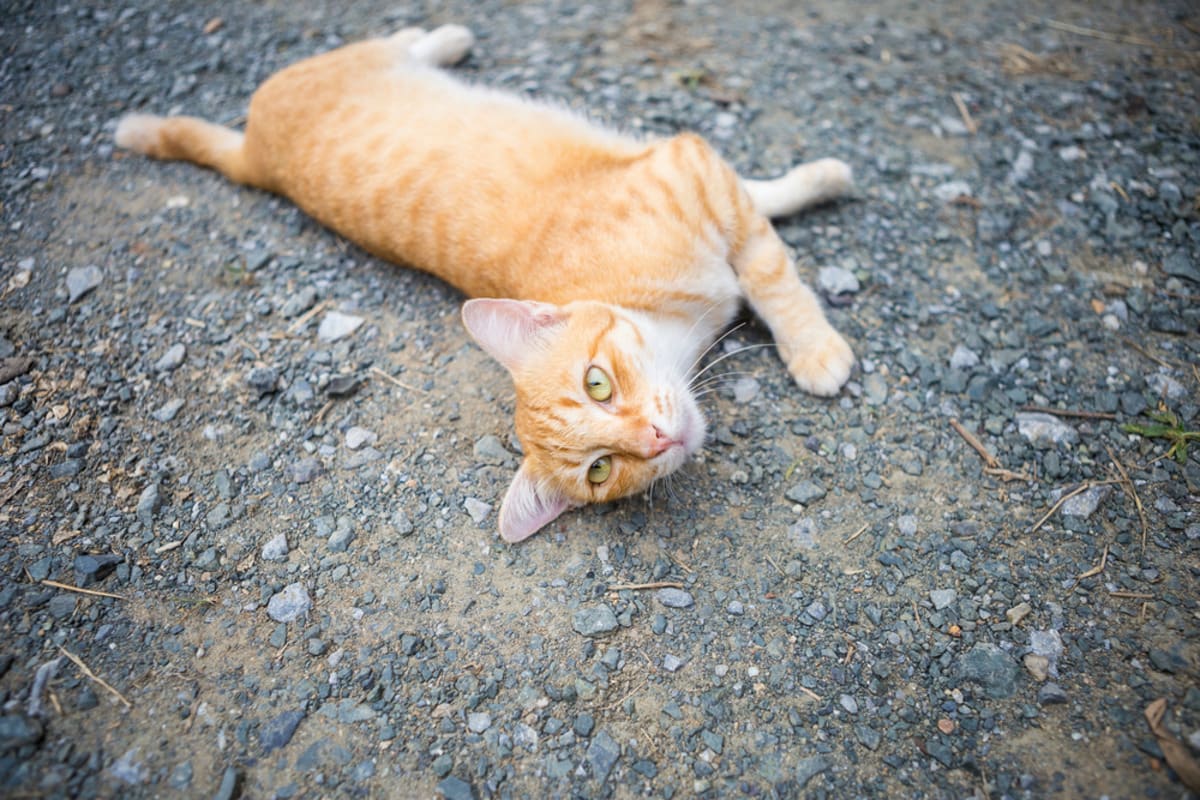 Dramatic Orange Cat Throws Human-Style Tantrums and They're So On-Point ...