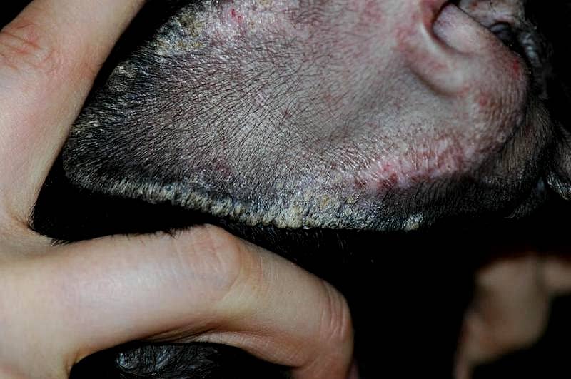My Dog Has Scabs on His Ear! What Can I Do at Home? - PetHelpful