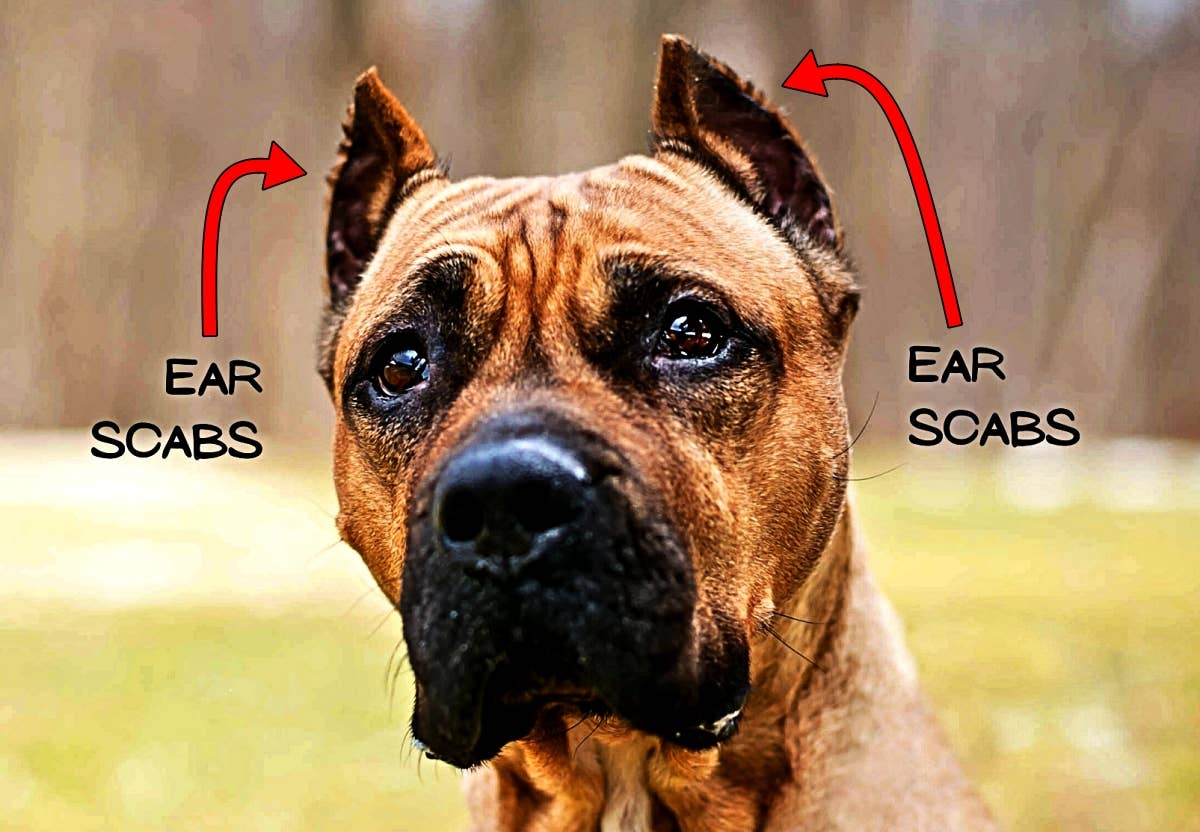 My Dog Has Scabs on His Ear! What Can I Do at Home? - PetHelpful