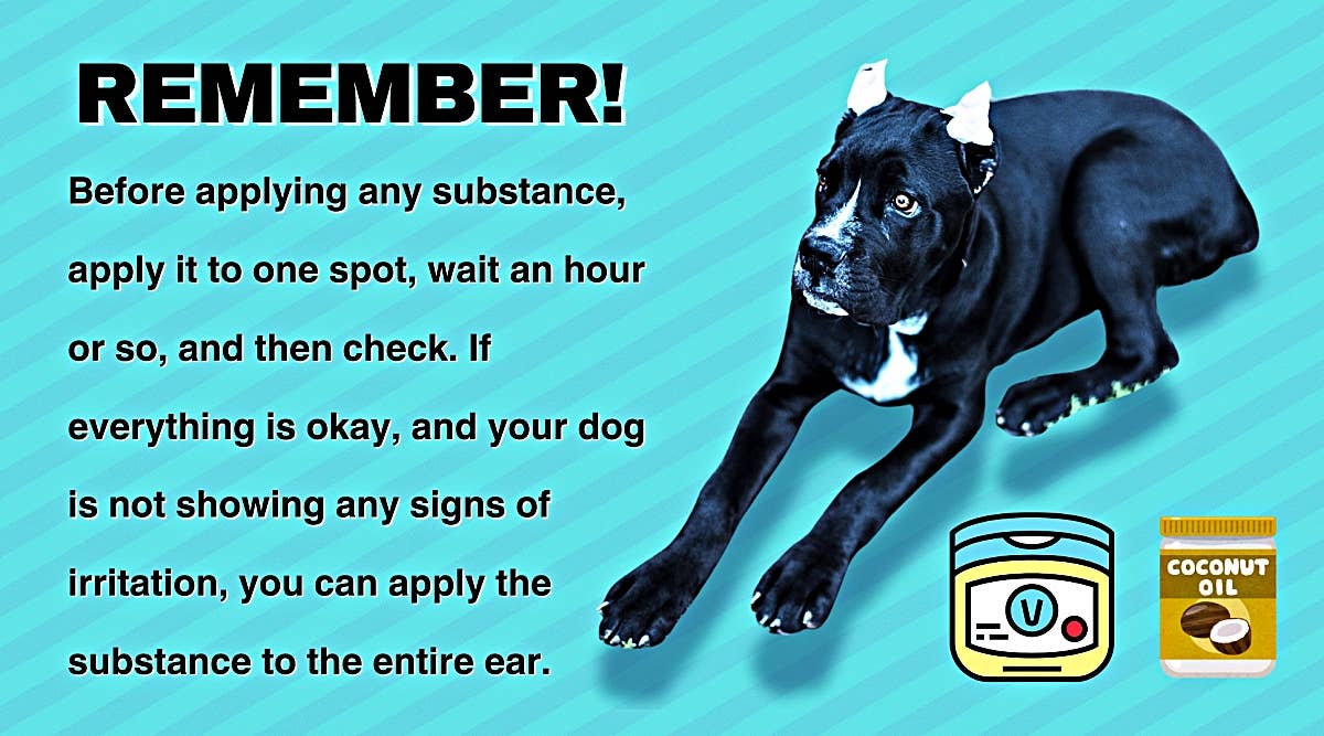 My Dog Has Scabs on His Ear! What Can I Do at Home? - PetHelpful