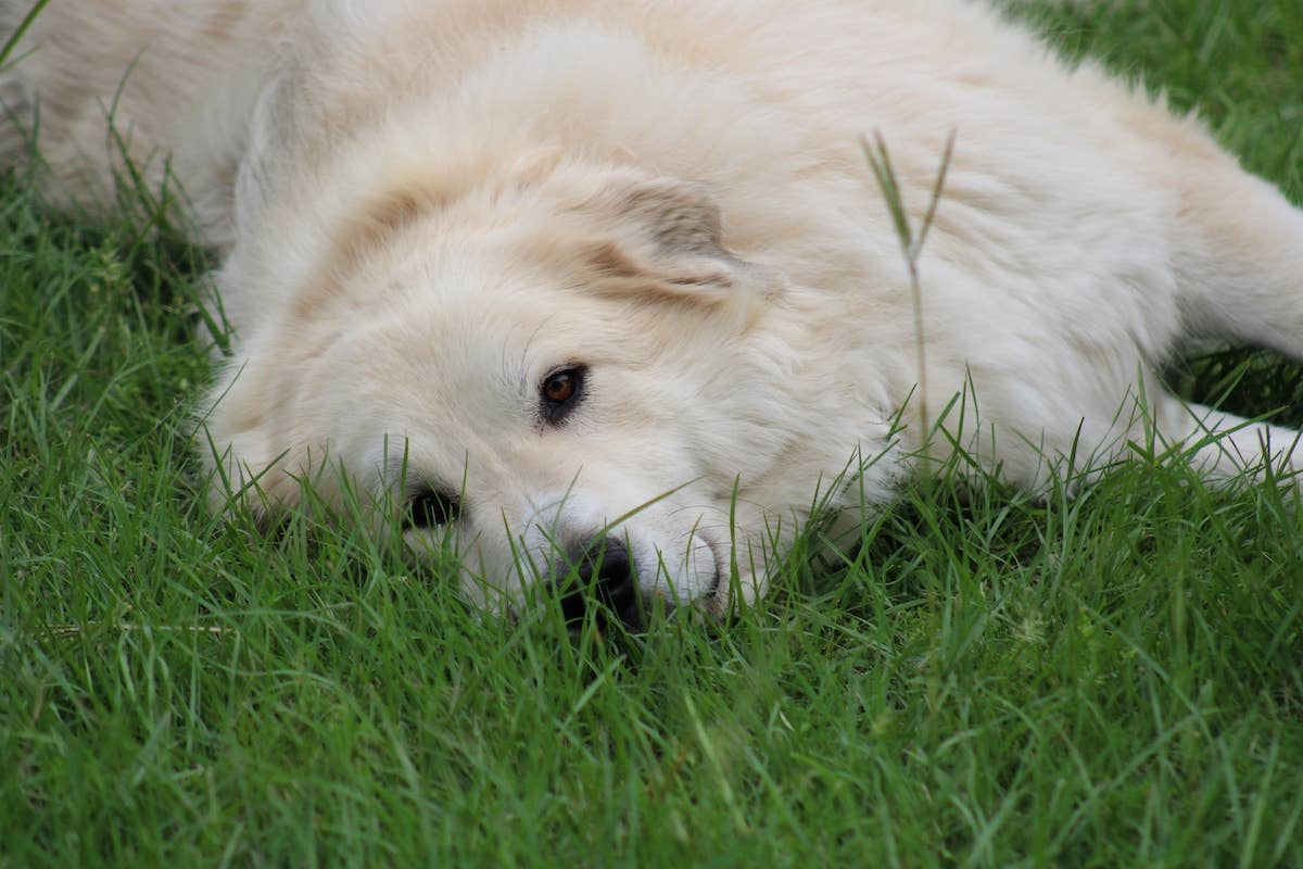 Sleepy Livestock Guardian Dogs Waking Up After 'Night Shift' Couldn't ...