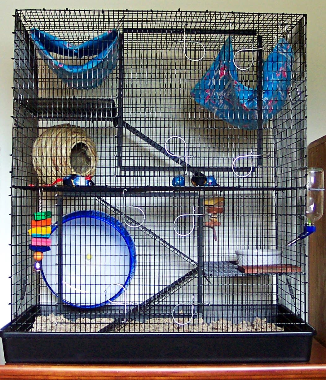 Rat Care for Beginners: How to Create the Perfect Rat Cage Setup - PetHelpful
