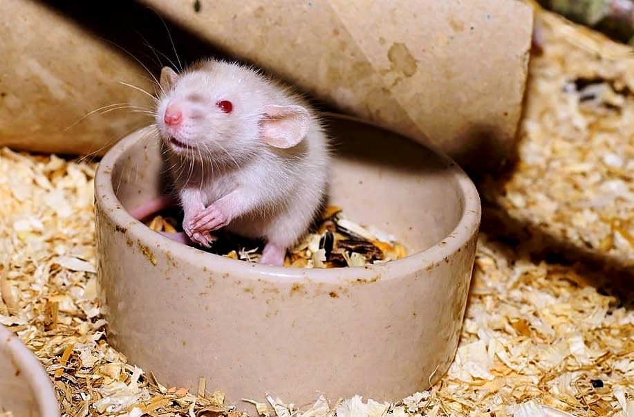 Rat Care for Beginners: How to Create the Perfect Rat Cage Setup ...