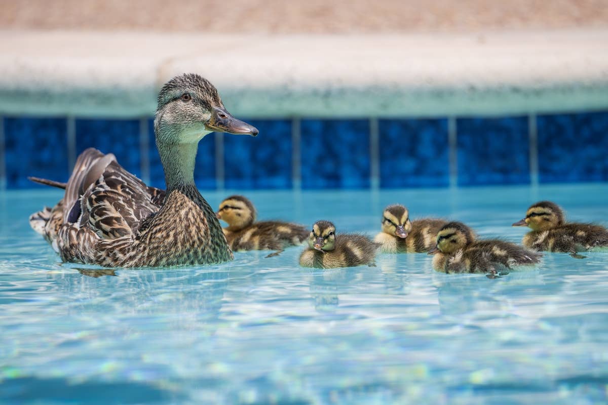Watching Baby Ducks Having a Bath Is the Greatest Thing You'll Stumble ...