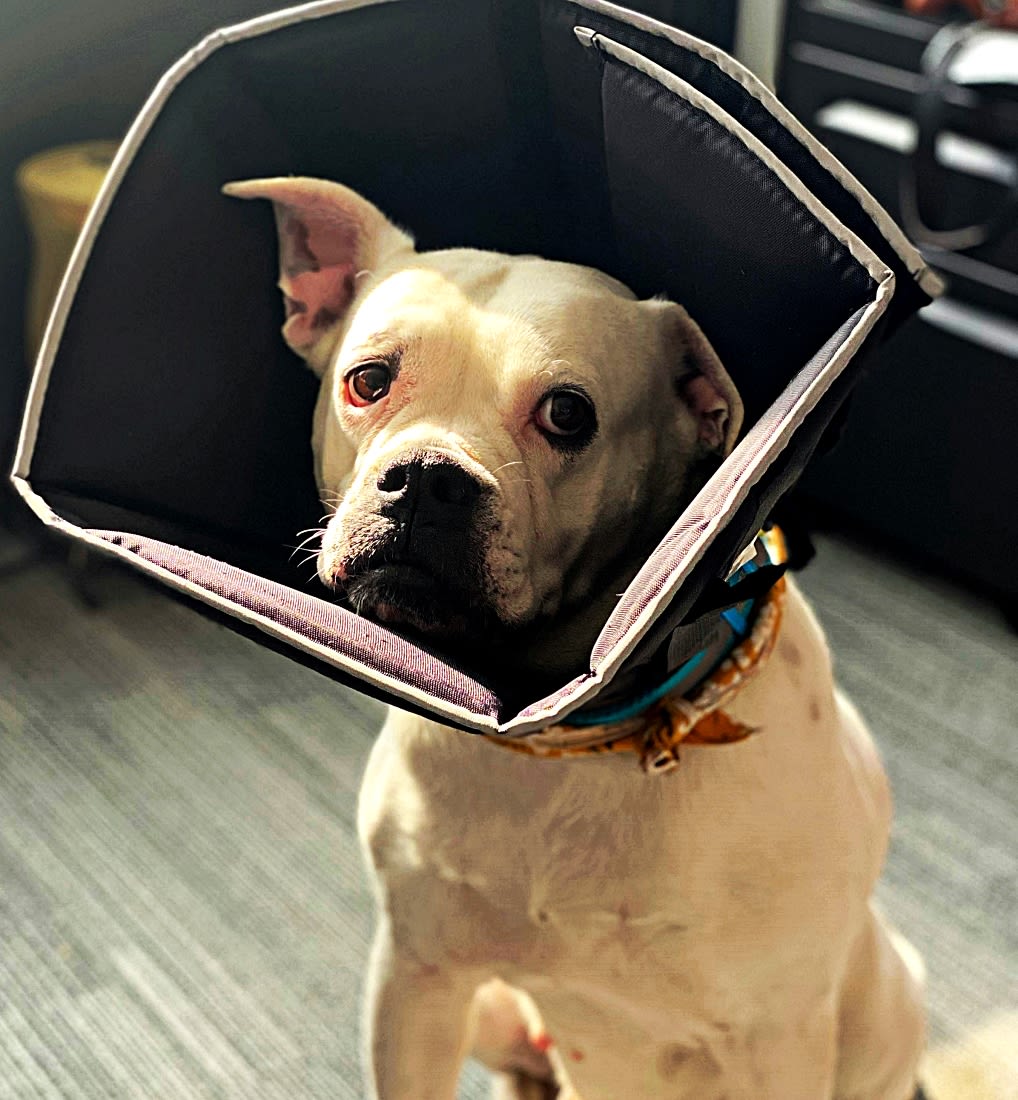 13 Causes of Shivering and Shaking in Dogs - PetHelpful