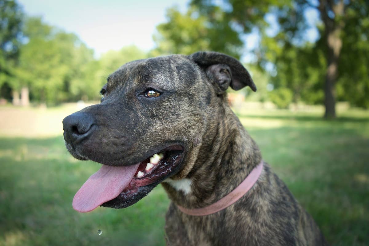 Terrified Foster Dog 'Coming Out Of Her Safe Space For the First Time ...