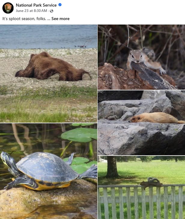 National Park Service Shares Photos of Animals 'Splooting' and People ...