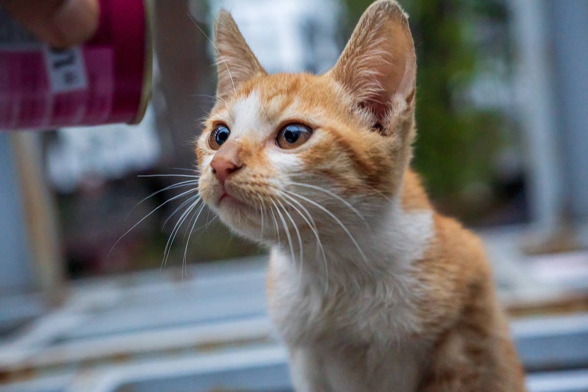 Rare Female Orange Kitten Survives Perilous Freeway Crossing and Finds ...