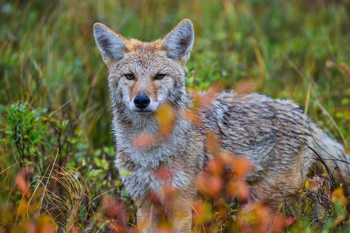 Unlikely Coyote and Bear Duo Caught Walking Side-By-Side Like Lifelong ...
