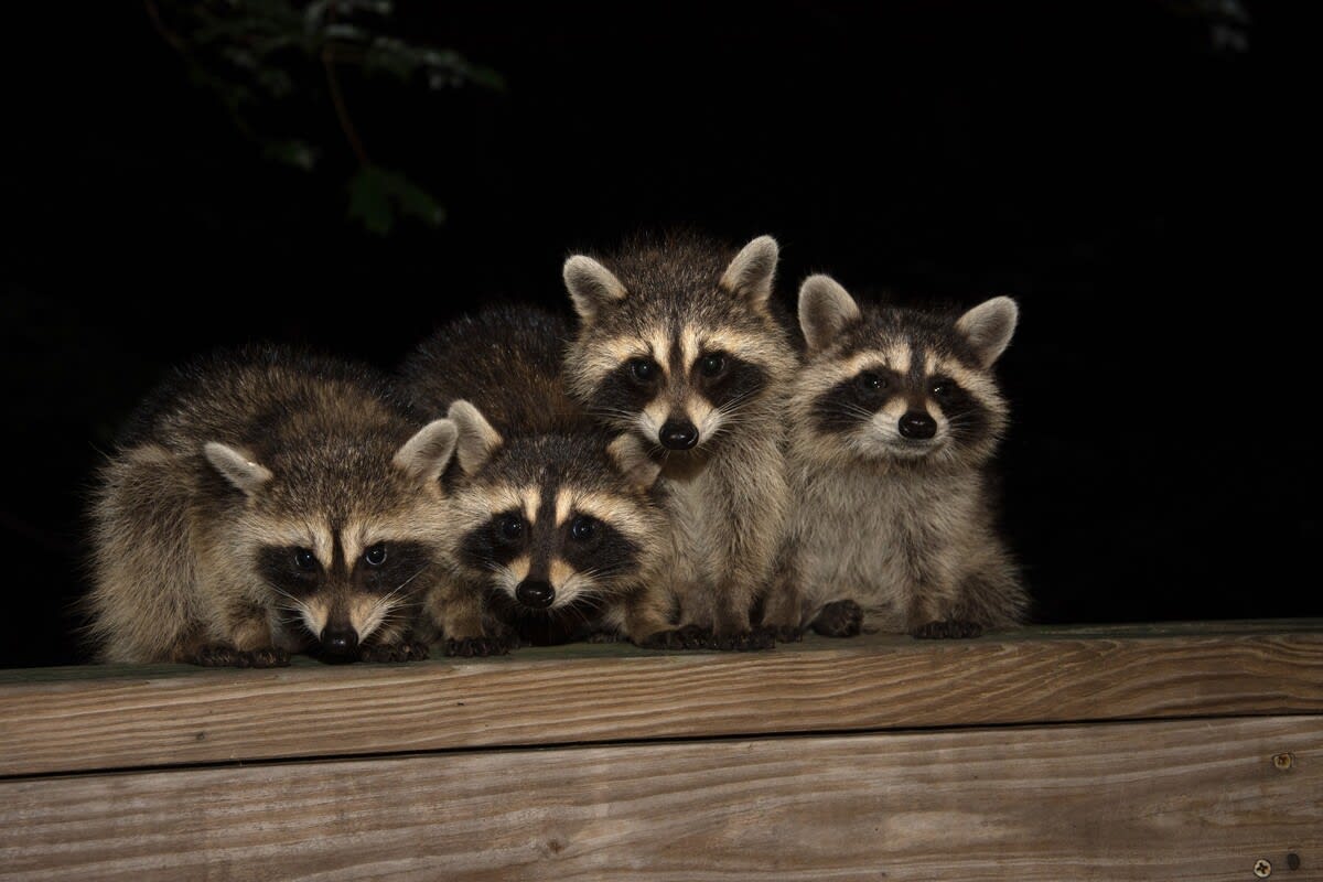 Adorable Video of Baby Raccoons Learning to Climb Is Making Everybody ...