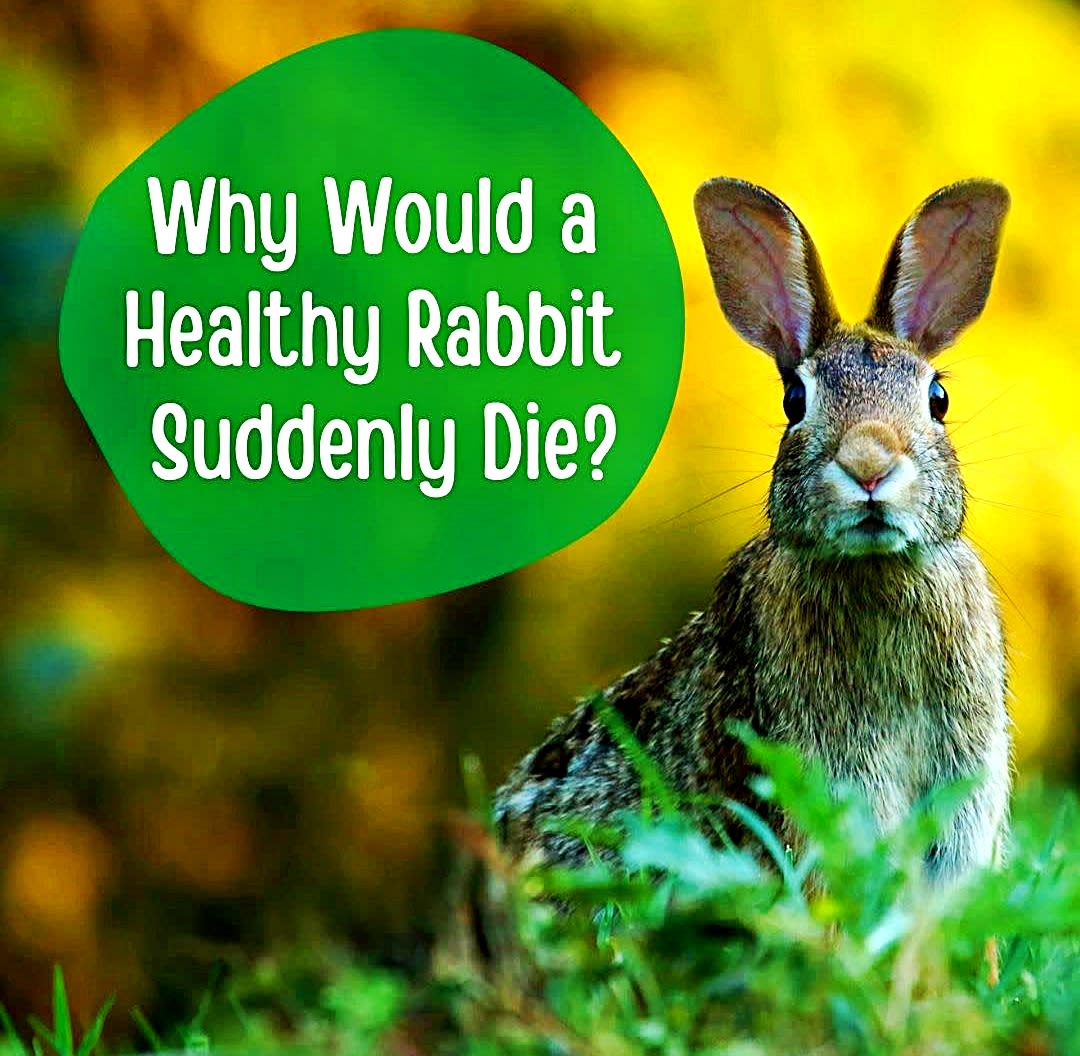 10 Common Causes of Sudden Death in Healthy Rabbits - PetHelpful