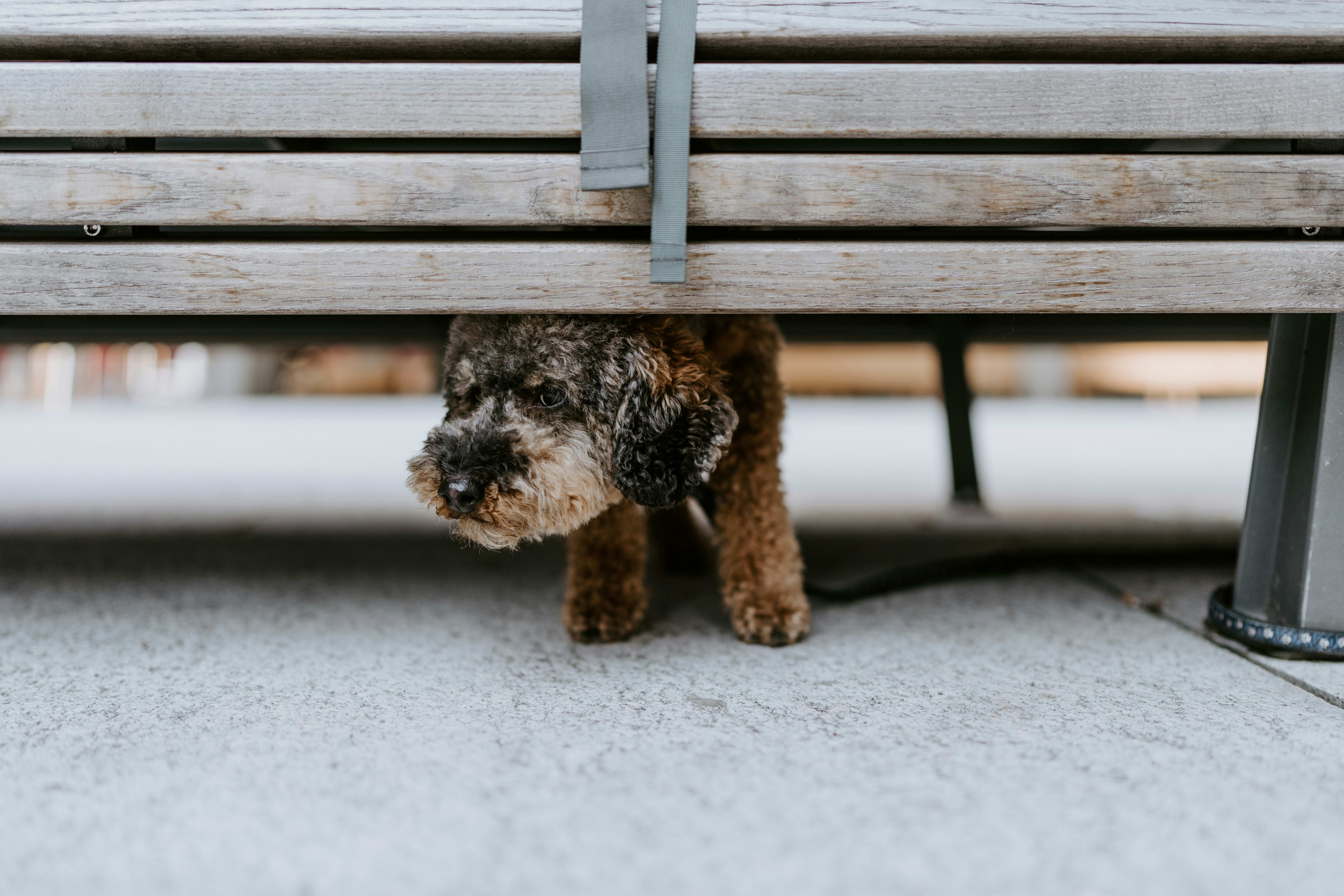 5 Signs Your Dog Is an Introvert, According to an Expert - PetHelpful