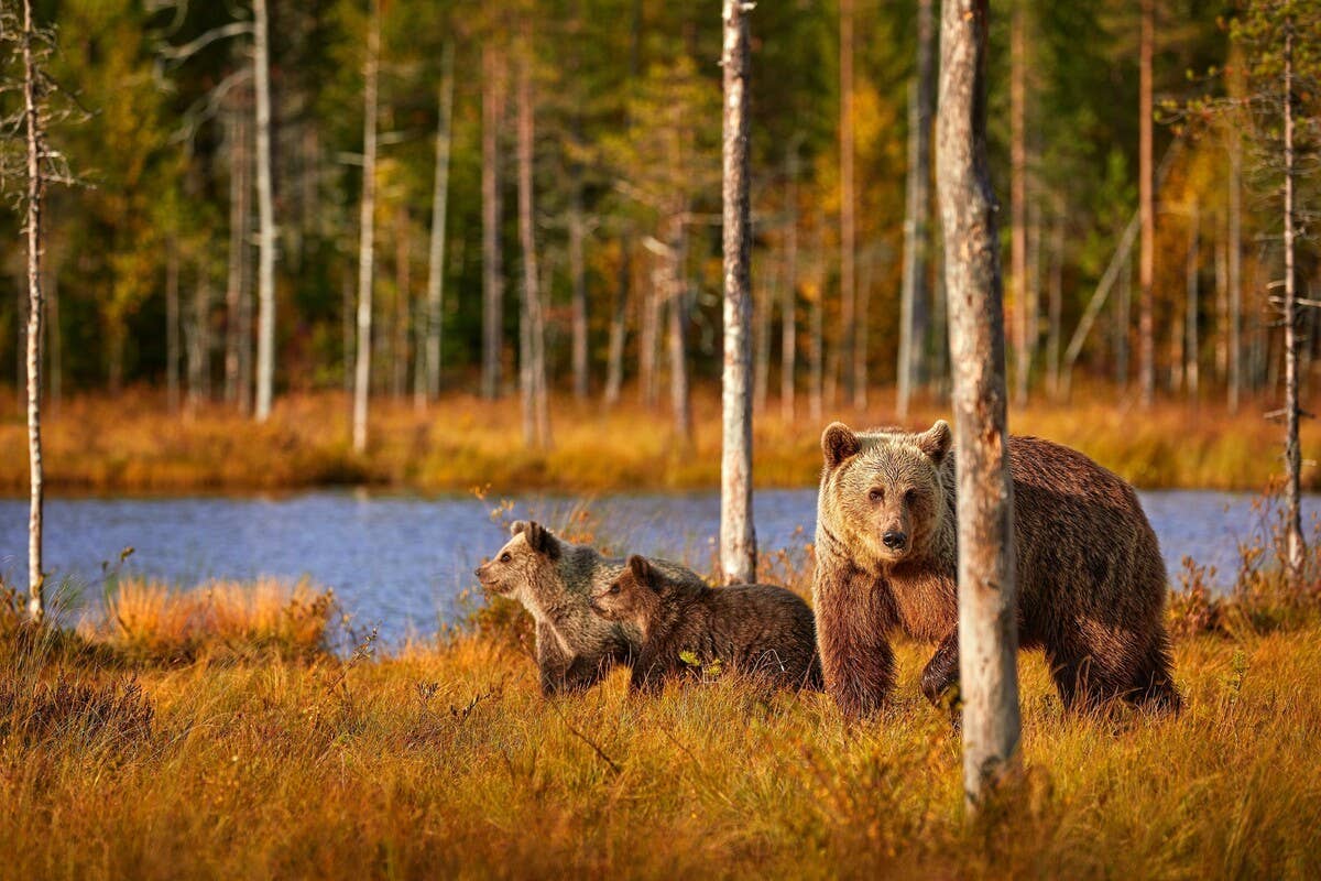 Mama Bear’s Cool Encounter With Alaskan Wildlife Photographer Has Us ...