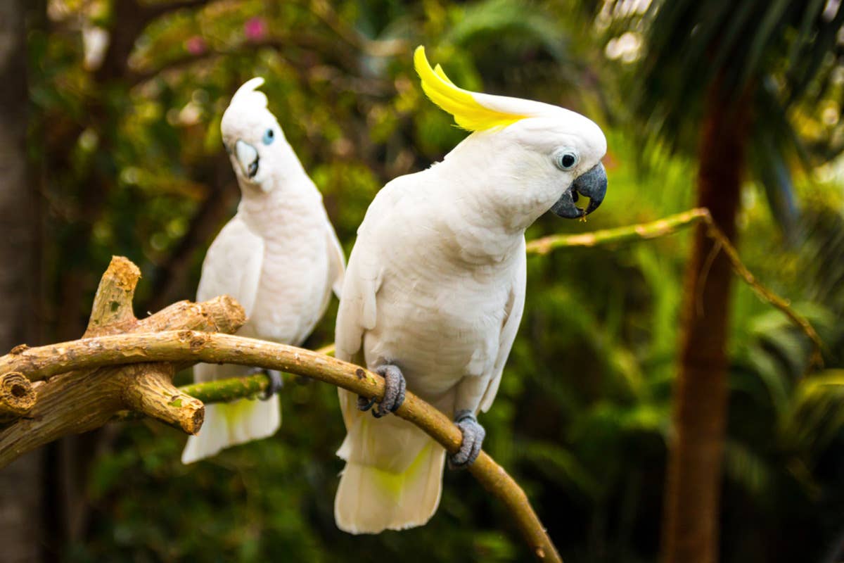 Cockatoos’ Funny ‘Dance Off’ Makes Us All Want to Get Up and Shake It ...