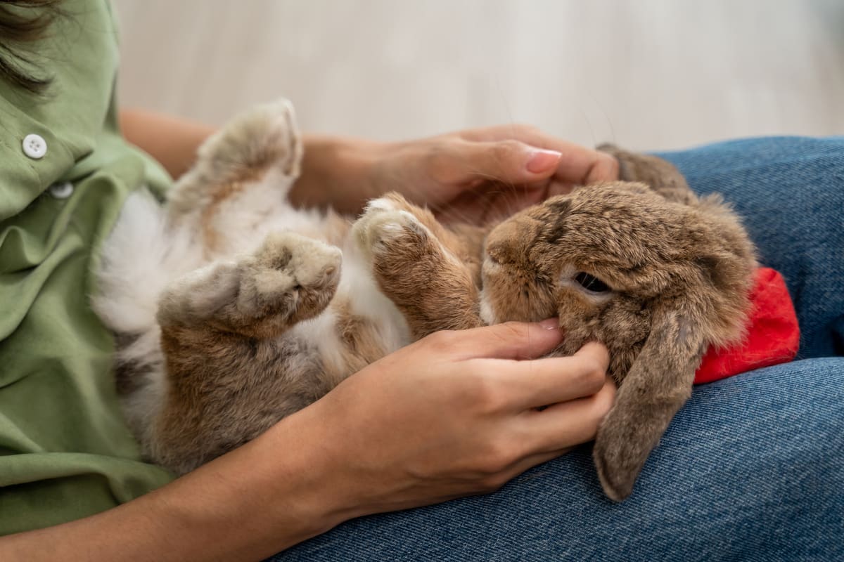 350+ Bunny Names (Male and Female) - PetHelpful