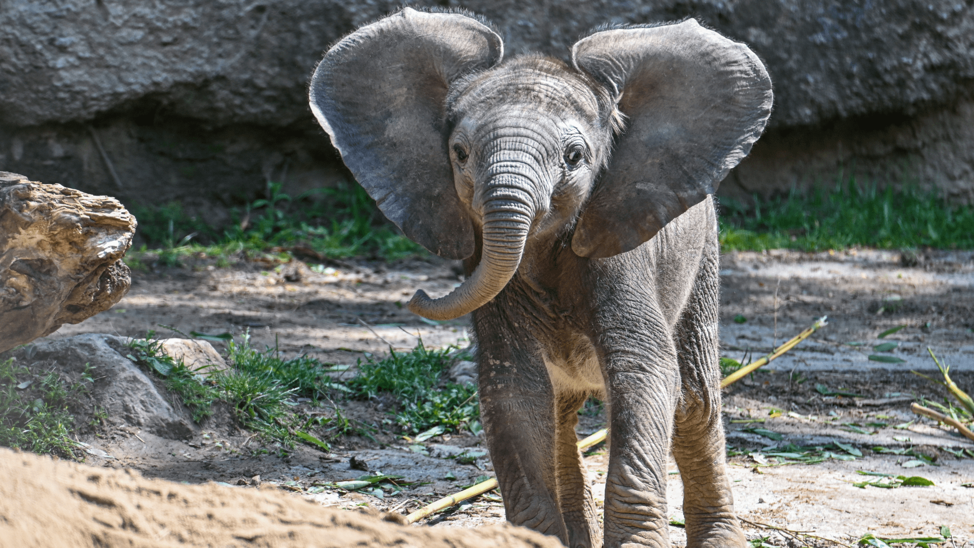 Tiny Baby Elephant Arrives at Columbus Zoo & Steals Our Hearts - PetHelpful