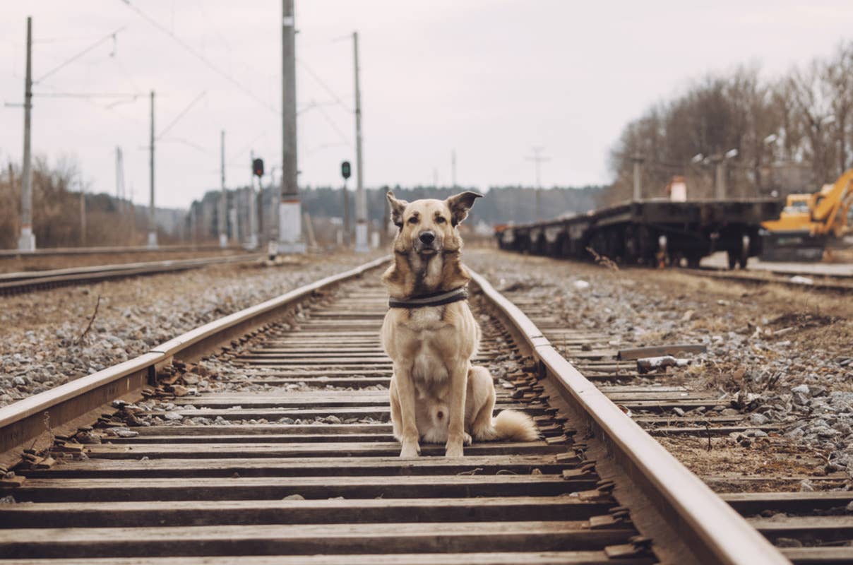 Speedy Dog Living Near Tracks Tries to Outrun Every Train That Passes ...