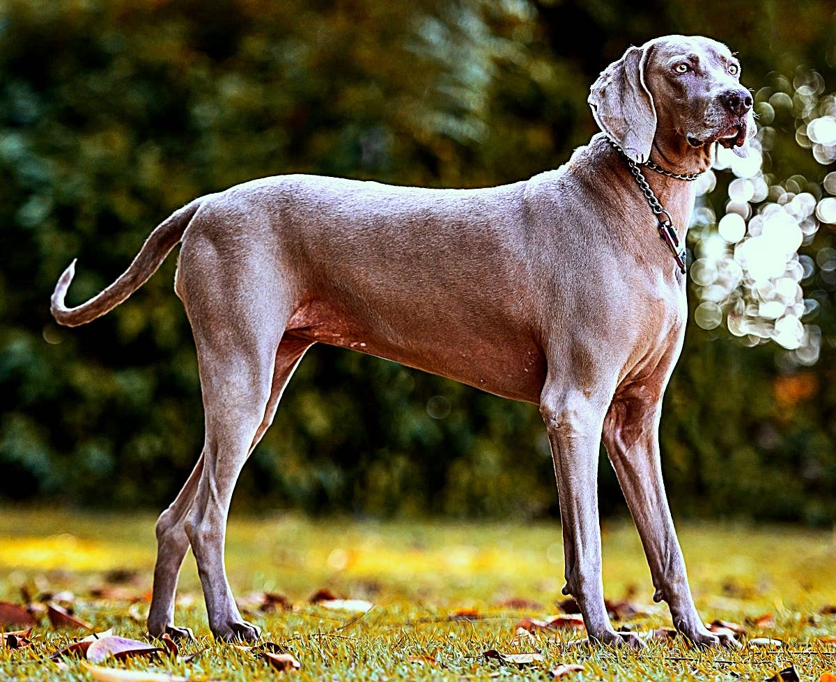 Top 25 Most Beautiful Dog Breeds (With Pictures) - PetHelpful