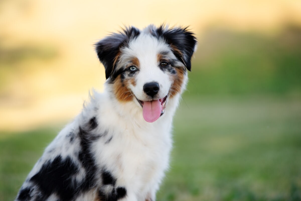 Mini Australian Shepherd Pup and His Friends Playing With Splash Pad ...