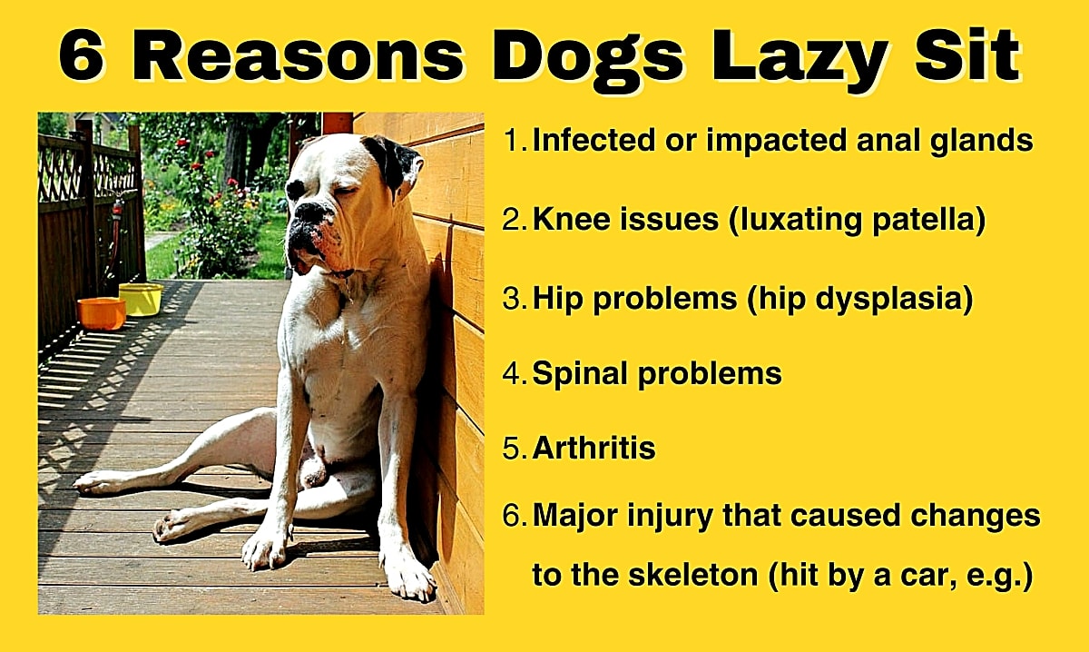 Why Does My Dog Sit Like That? The Lazy Sit Explained - PetHelpful