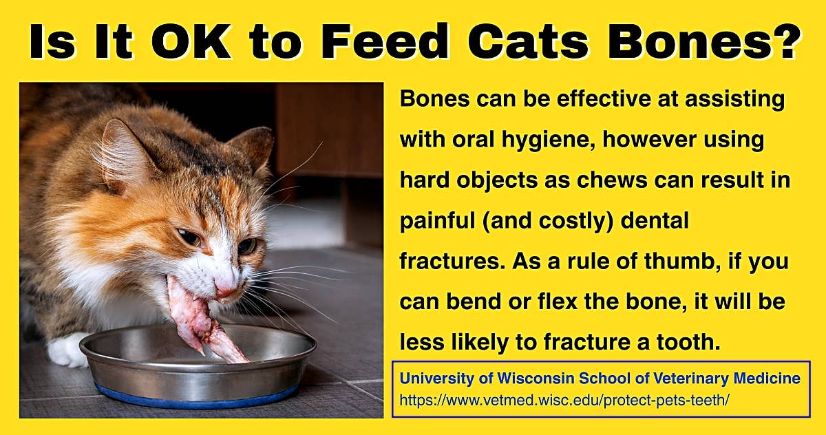 8 Ways to Take Care of Your Cat's Teeth and Gums - PetHelpful