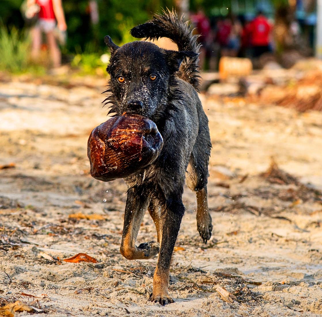 How Your Dog Benefits From Coconut - PetHelpful