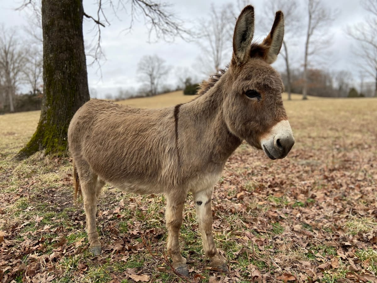 Baby Mini Donkey Is Brand New to the World and Already Stealing Our ...