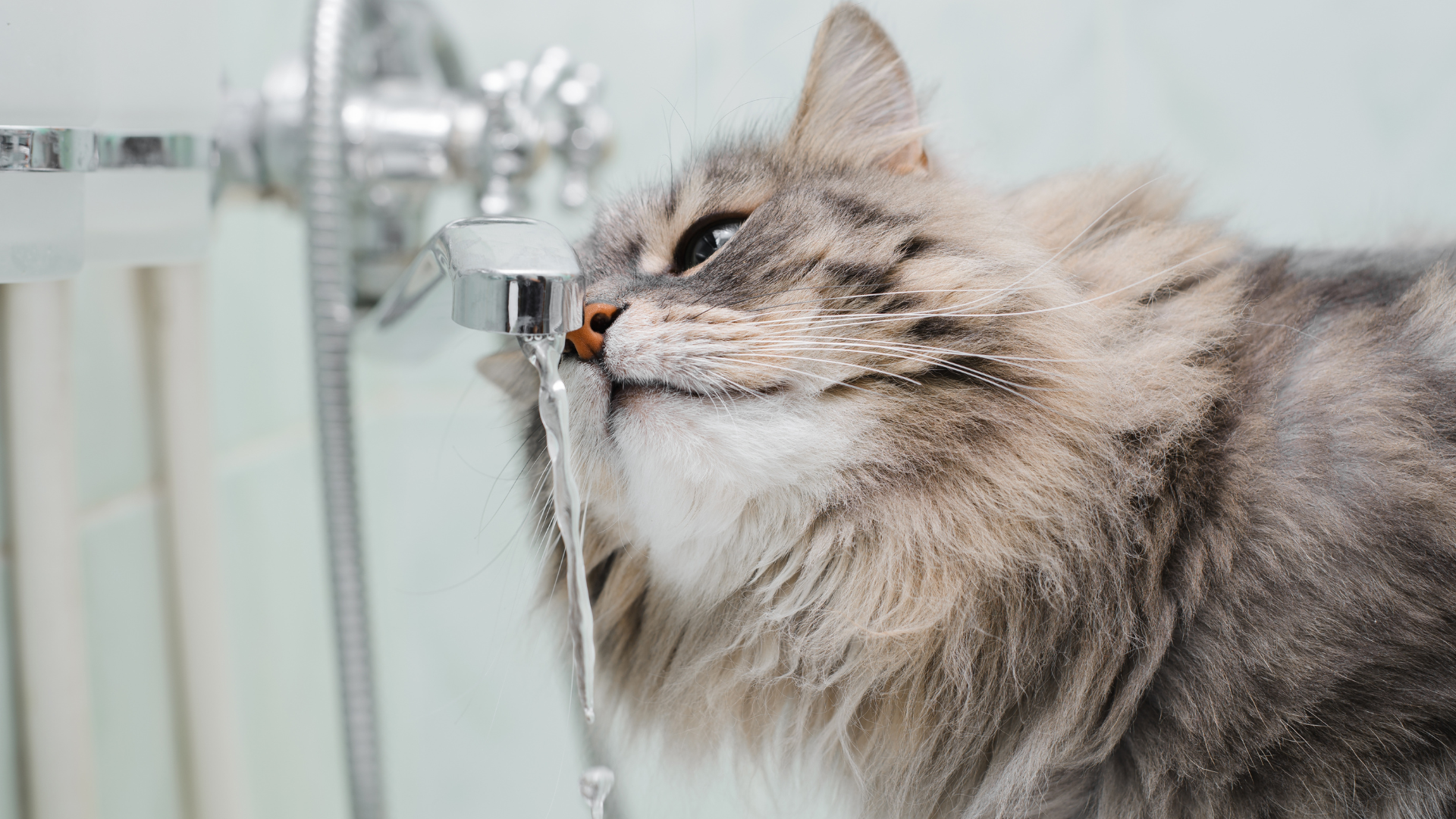 Cat’s Old Man Face Every Time He Drinks Water Is Everything - PetHelpful