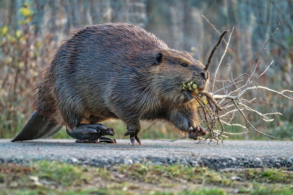 Hard Working’ Beaver Stops Traffic While Trying to Drag a Huge Branch ...