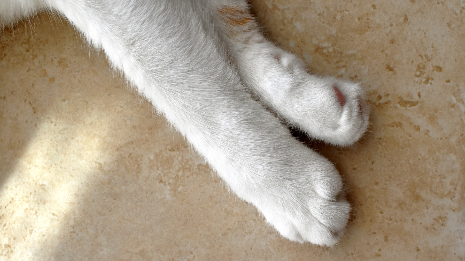 Chewy Sells The Viral Cat Toy Reviewers Call “Addicting” - PetHelpful