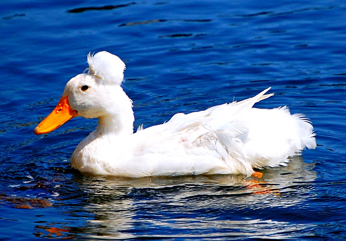 Everything You Need to Know About Pekin Ducks - PetHelpful