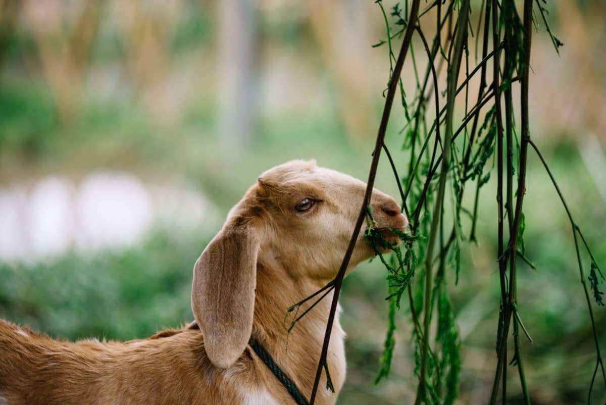 Video of Goats Lounging Around Instead of Doing Their Job Is Making ...