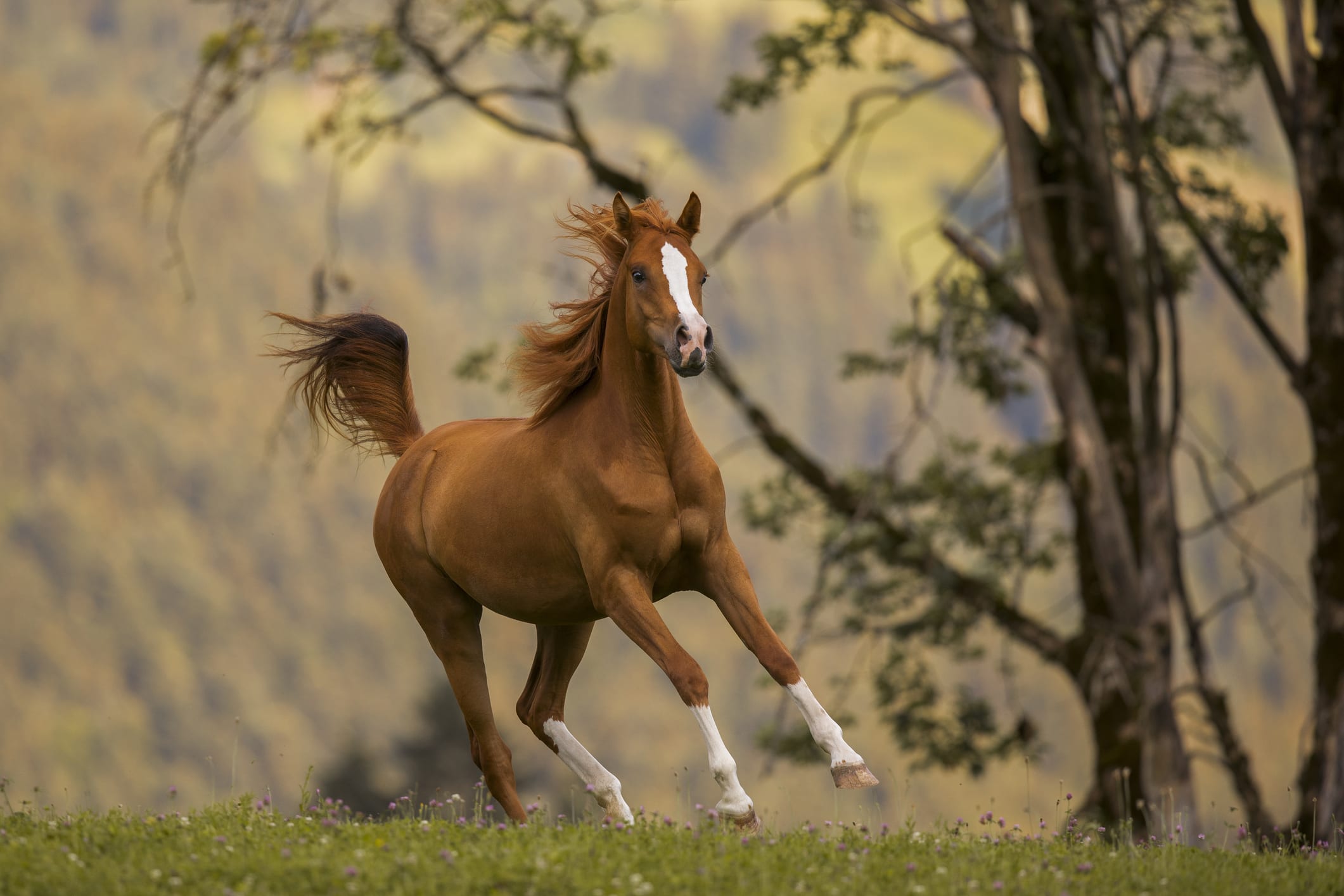 250+ Cool Horse Names (Male, Female) - PetHelpful