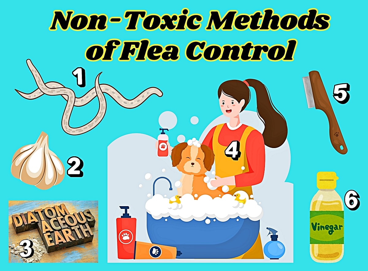 Why Is Frontline Not Working on My Dog? - PetHelpful