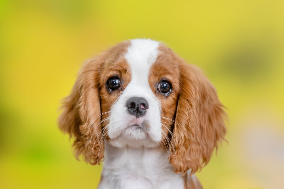 Curious Cavalier King Charles Spaniel Puppy Getting Cow Kisses and ...