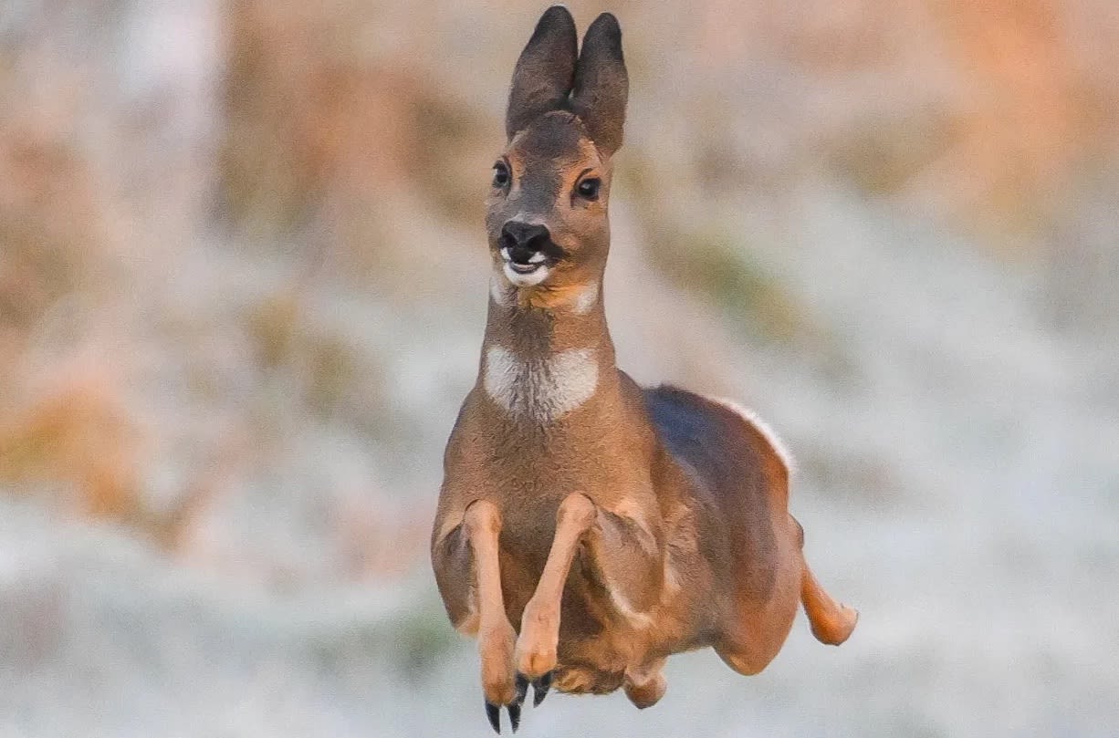 2025 Comedy Wildlife Photography Awards Open With Awkward Animals and ...