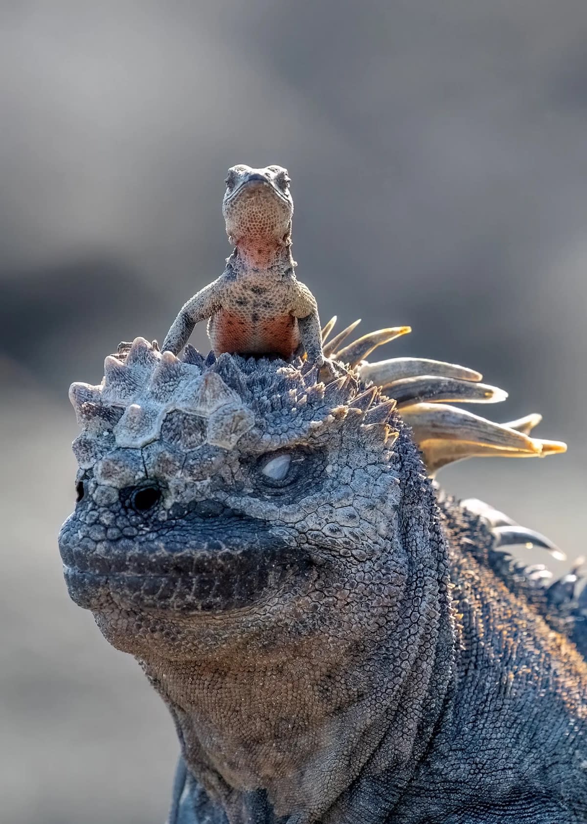 2025 Comedy Wildlife Photography Awards Open With Awkward Animals and ...